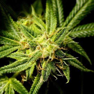 Frosty Jesus • Rebel Spirit Cannabis Co. Strains